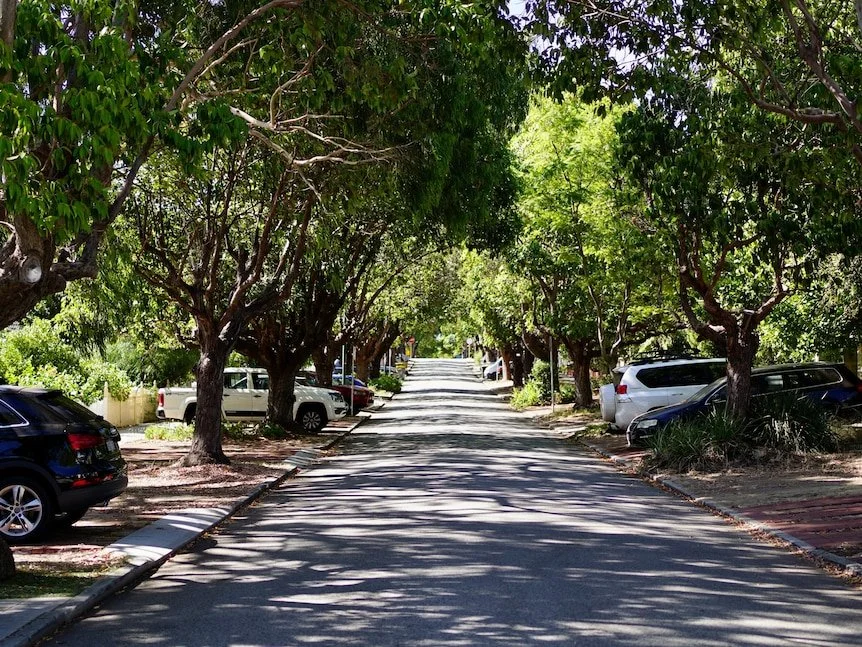 Adopt a Street Tree — Grow Urban Shade Trees (GUST)