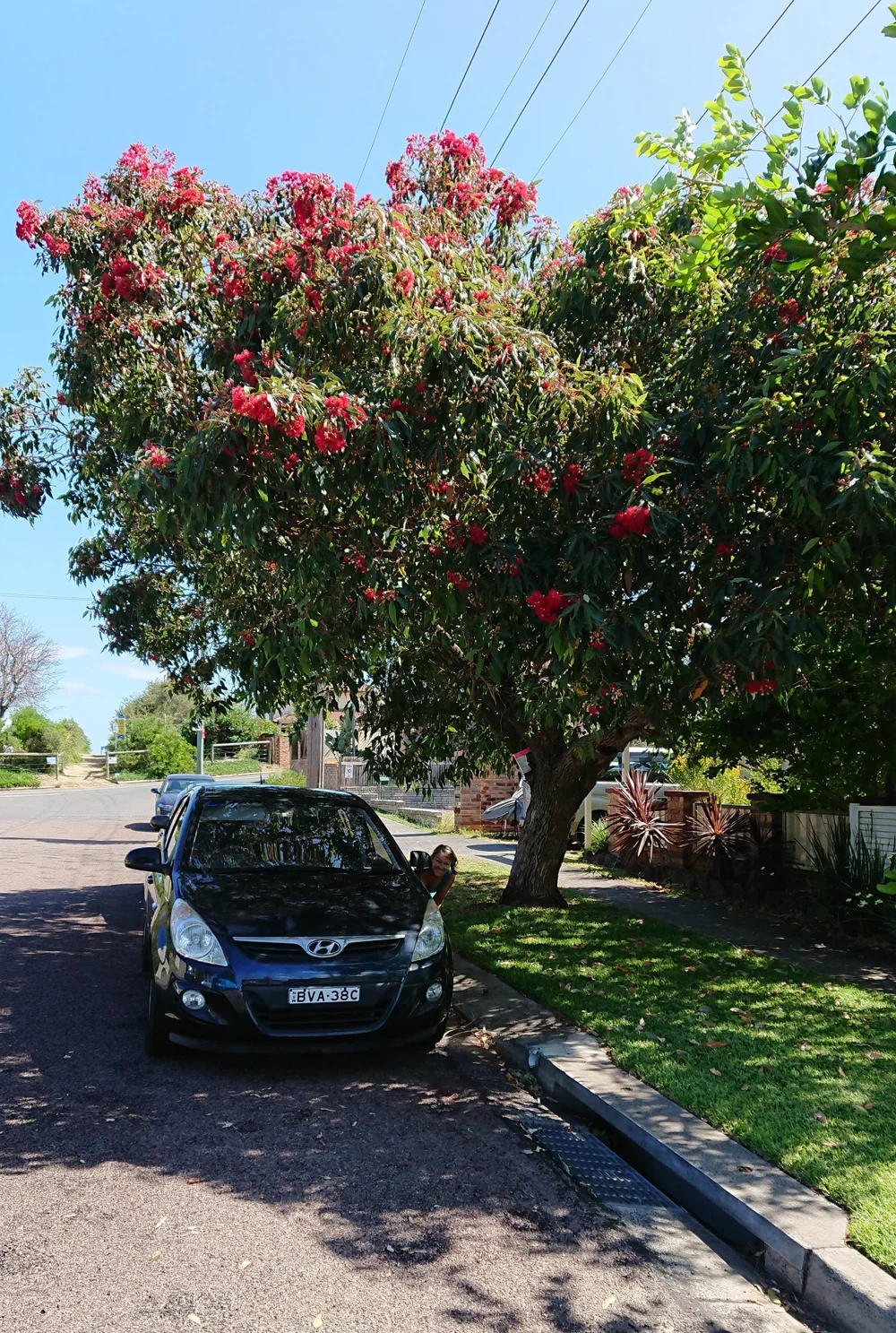 Tree Menus — Grow Urban Shade Trees (GUST)