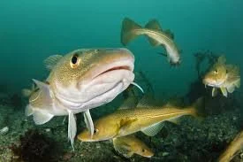 Underwater Noise Pollution — Green Oceans