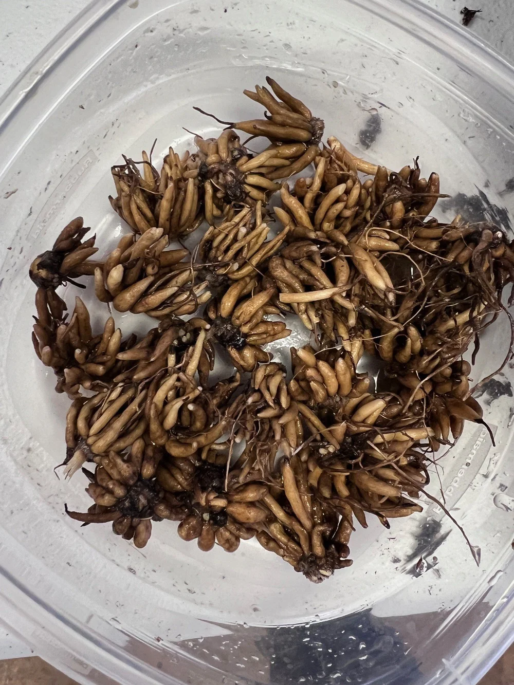 Getting the Jump on Ranunculus: A Quick Guide to Presprouting — Red Dog ...