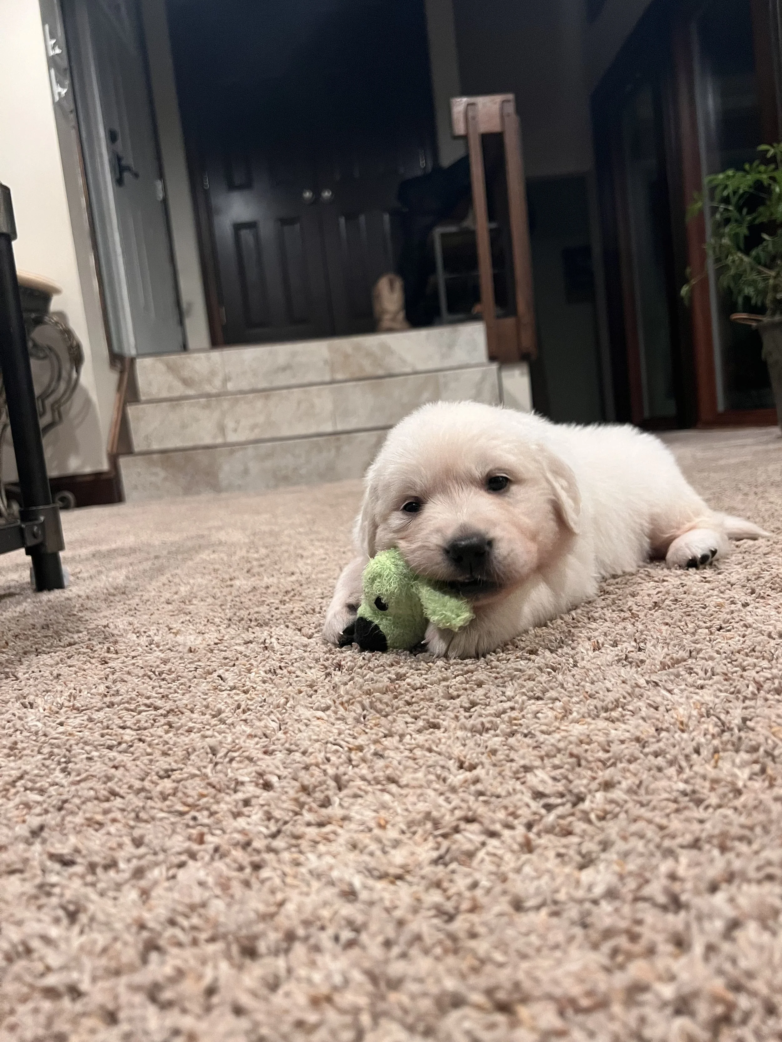 Golden Retriever Puppies in Pennsylvania | Pristine Goldens: Lancaster ...