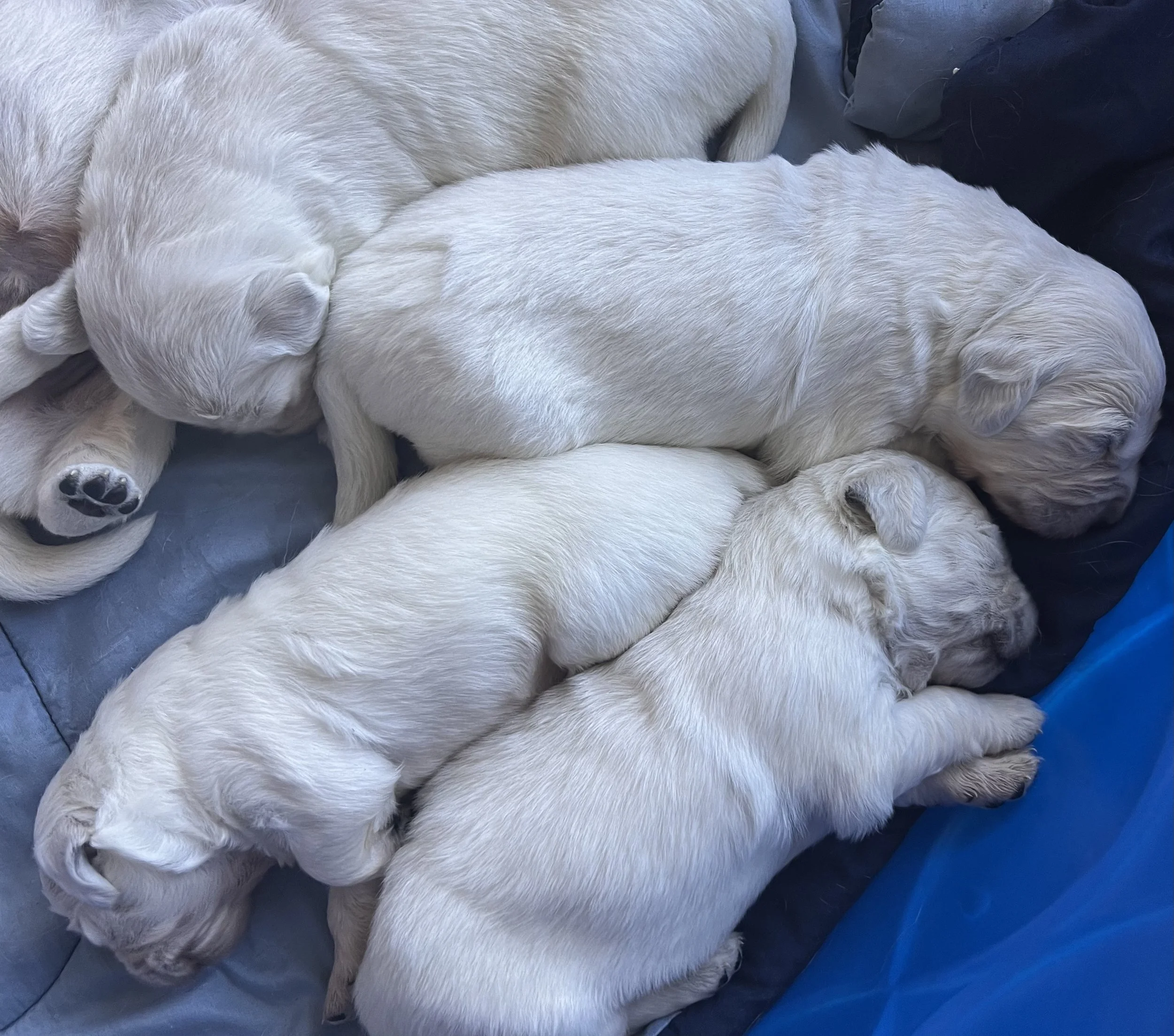 Golden Retriever Puppies in Pennsylvania | Pristine Goldens: Lancaster ...