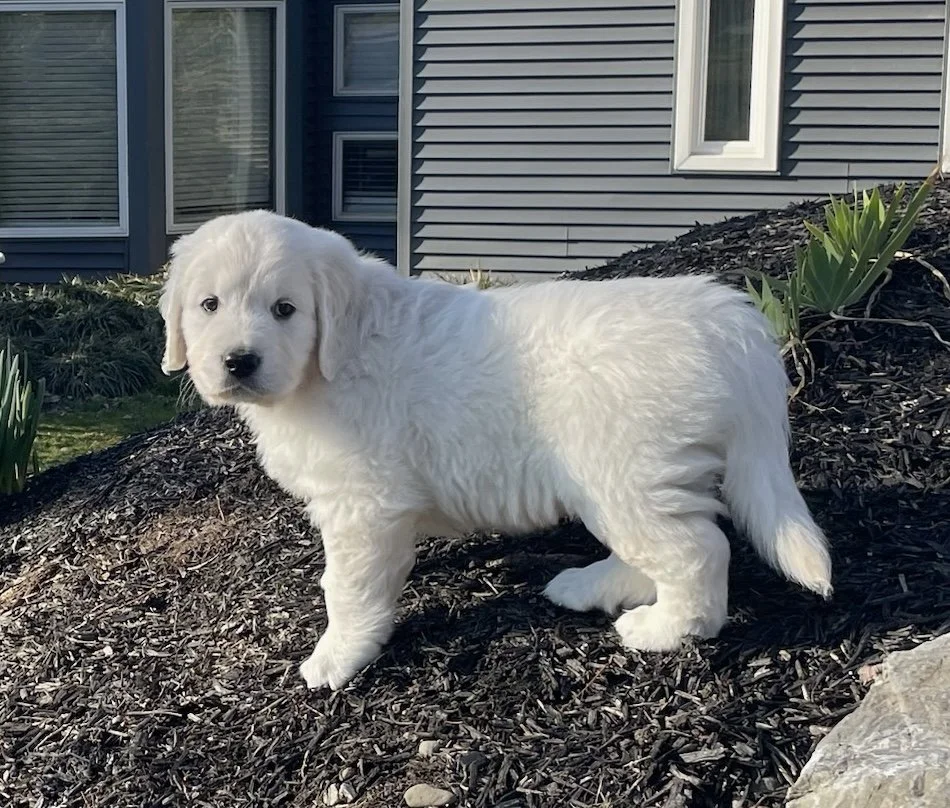 Golden Retriever Puppies in Pennsylvania | Pristine Goldens: Lancaster ...