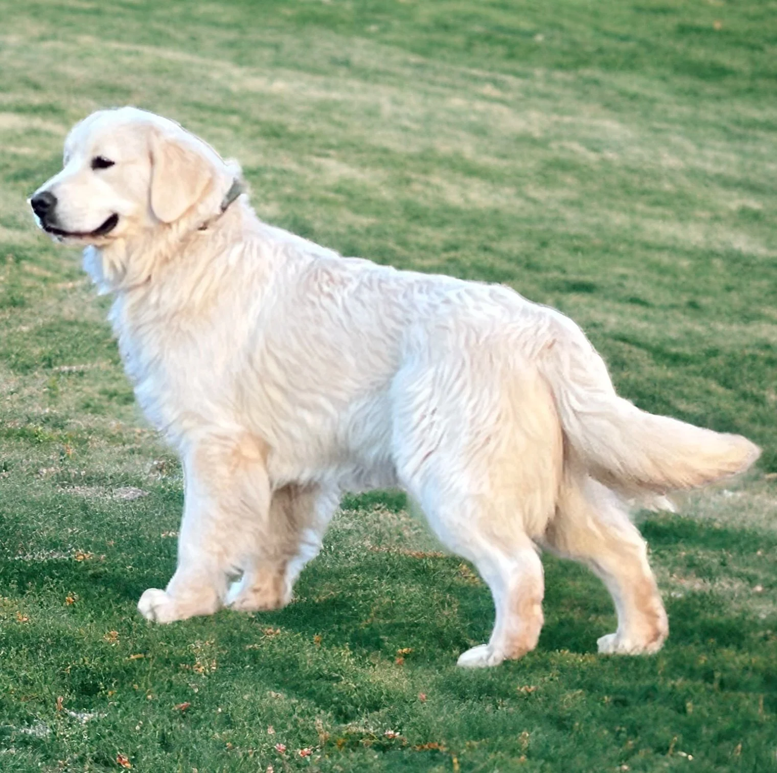 Golden Retriever Puppies in Pennsylvania | Pristine Goldens: Lancaster ...