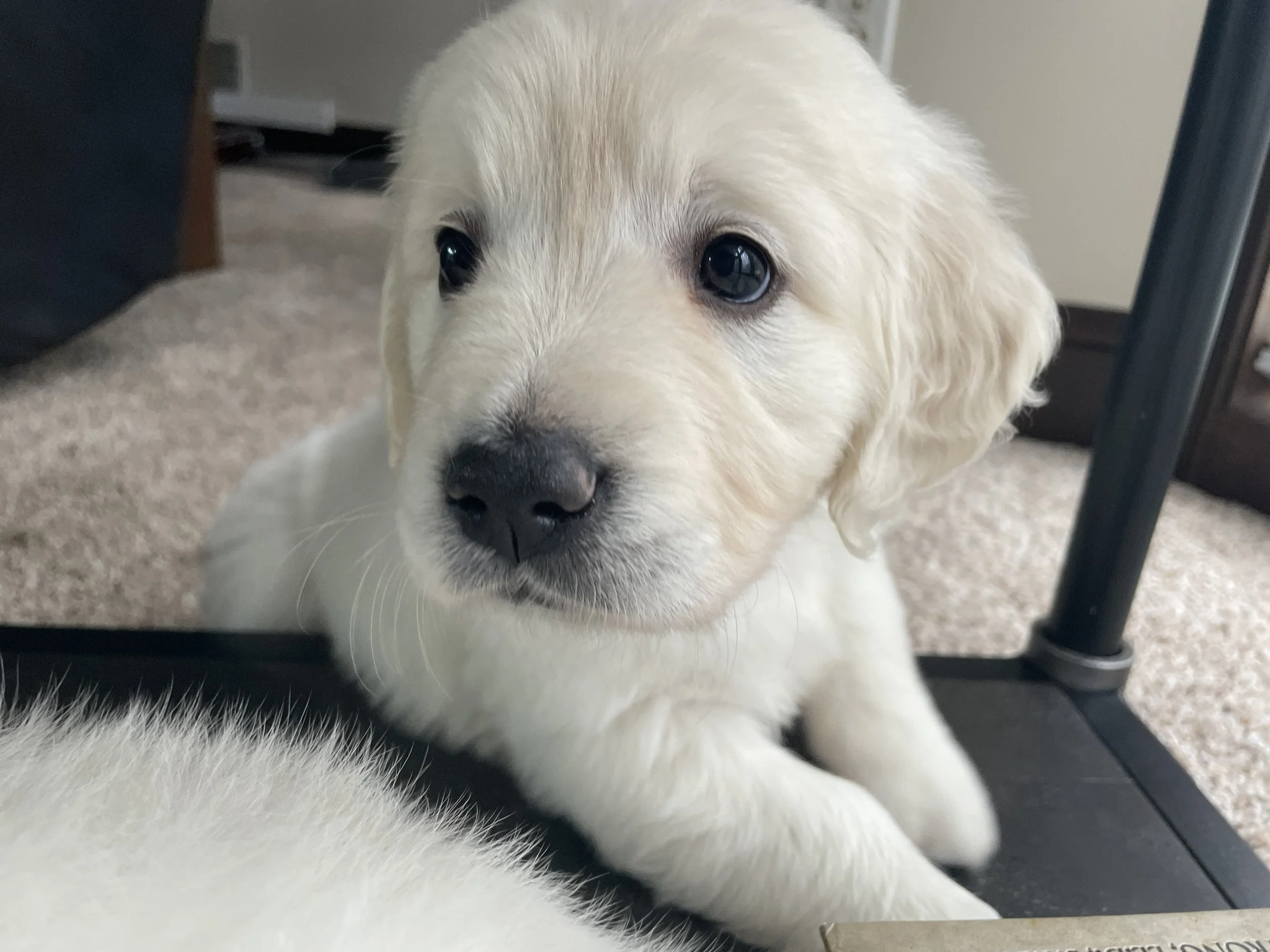 Golden Retriever Puppies in Pennsylvania | Pristine Goldens: Lancaster ...