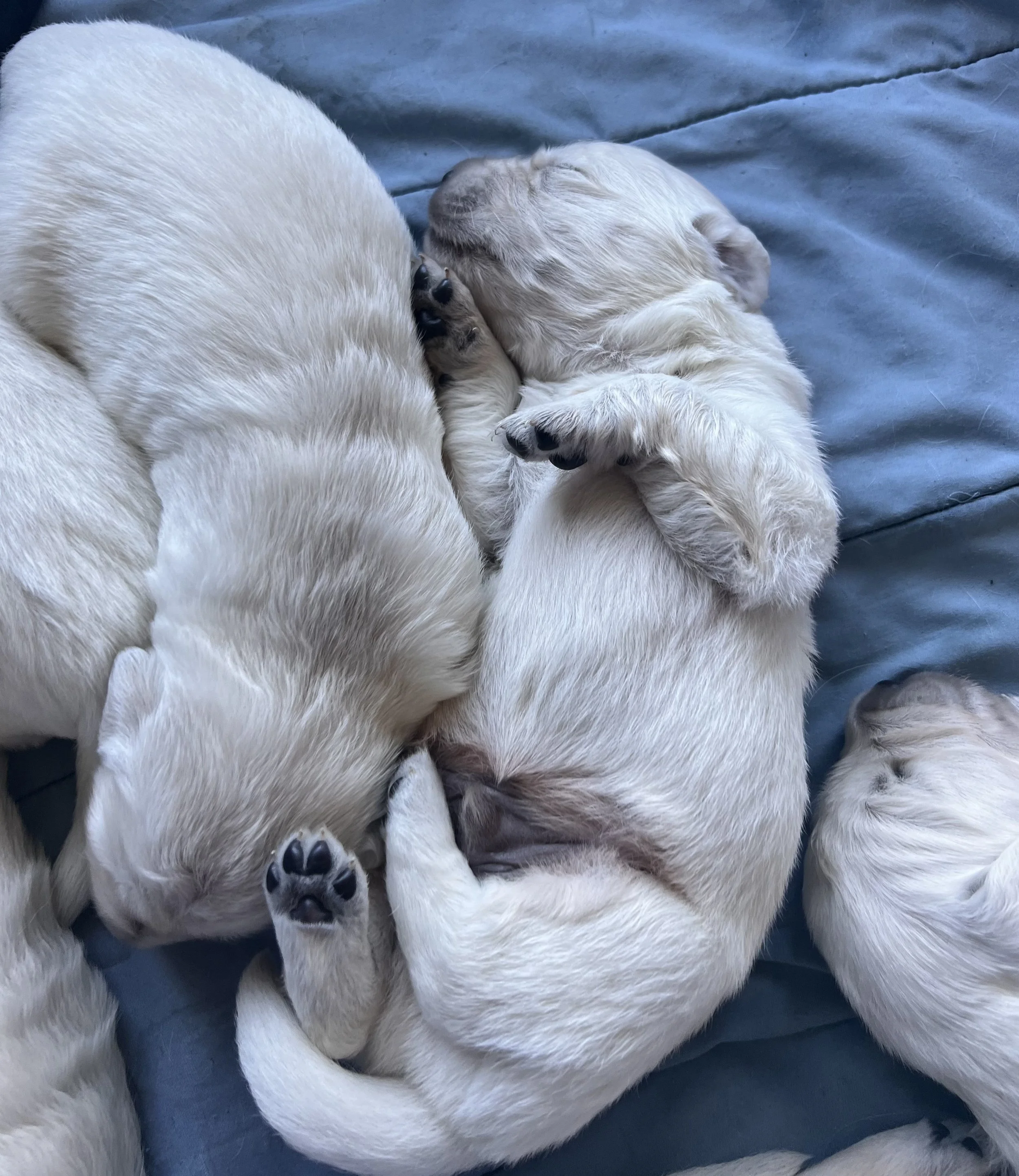 Golden Retriever Puppies in Pennsylvania | Pristine Goldens: Lancaster ...