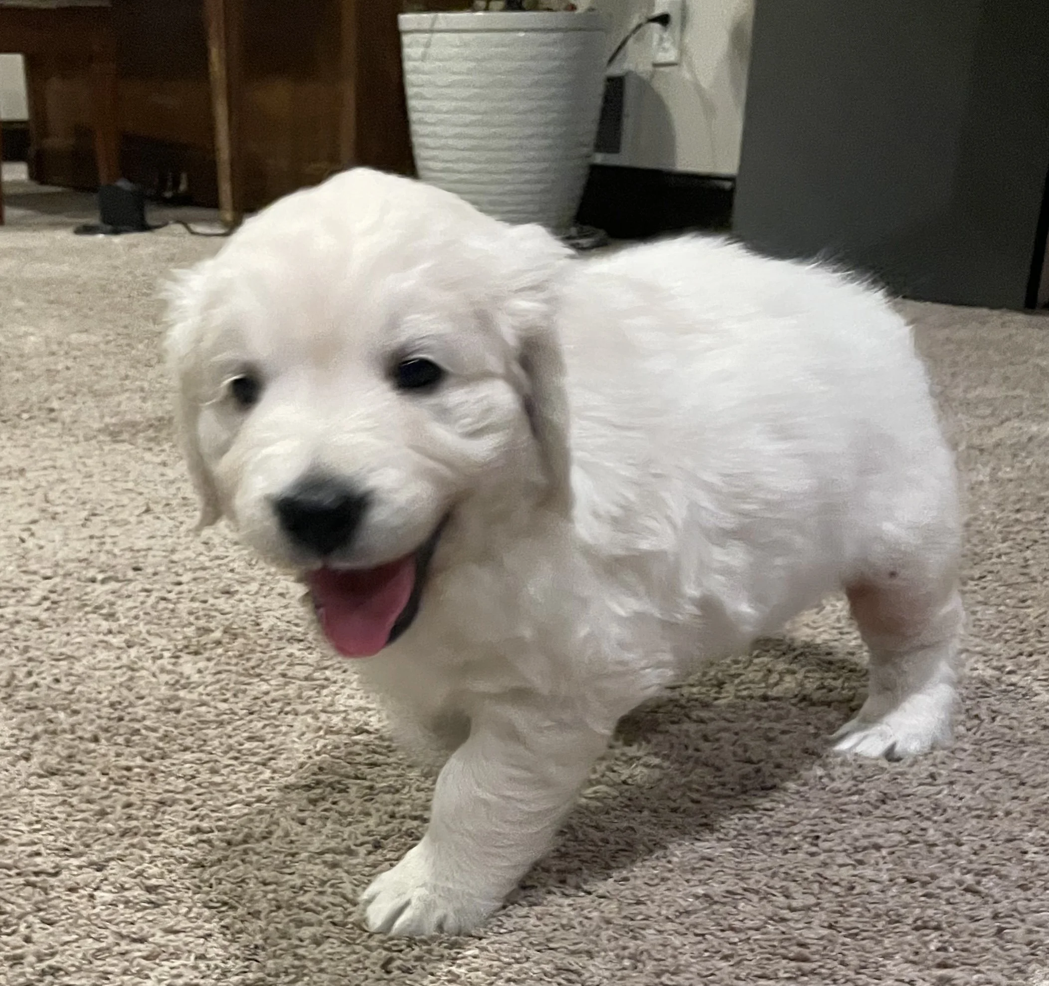 Golden Retriever Puppies in Pennsylvania | Pristine Goldens: Lancaster ...