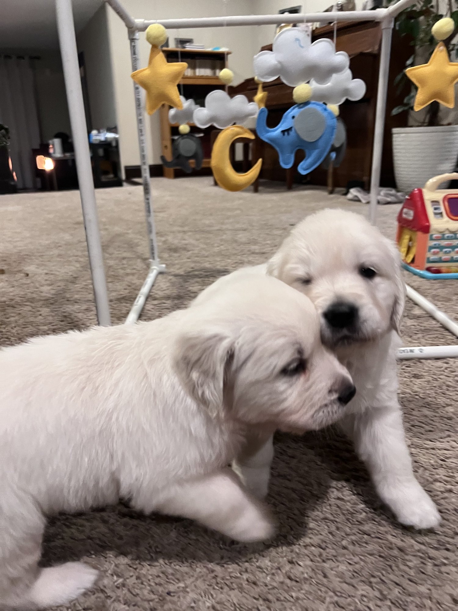 Golden Retriever Puppies in Pennsylvania | Pristine Goldens: Lancaster ...