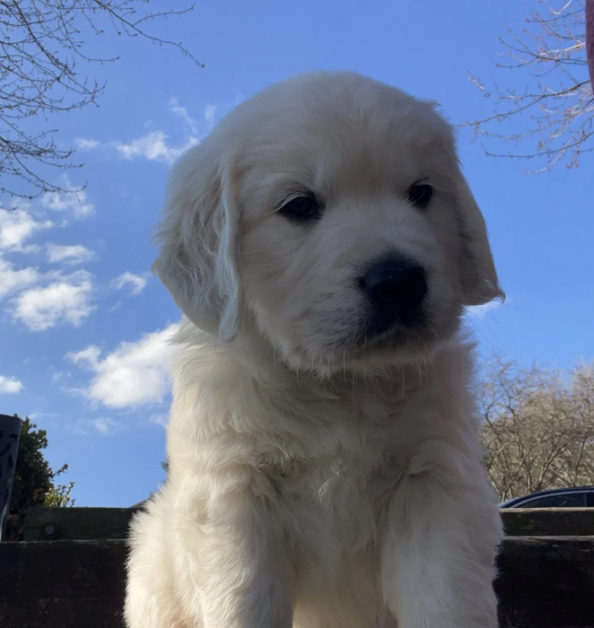 Golden Retriever Puppies in Pennsylvania | Pristine Goldens: Lancaster ...