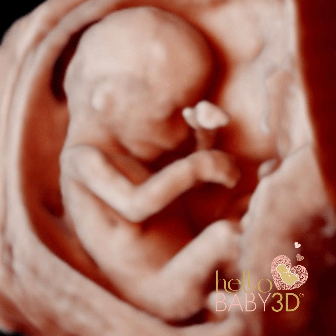 5 Month Fetus 4d Ultrasound First Trimester Fetal Development: Images