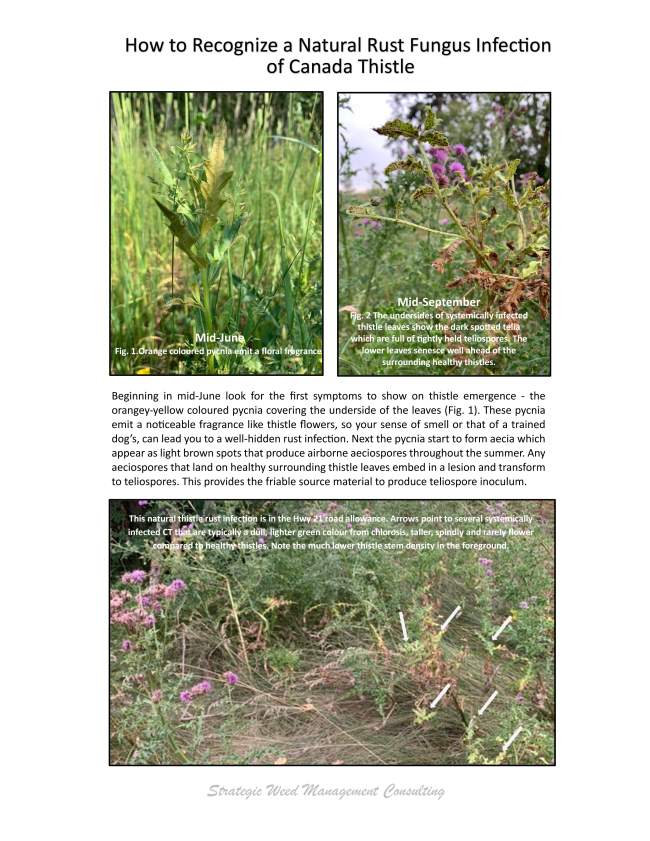 Scouting for a Solution: Help Identify Thistle Rust — Farming Forward