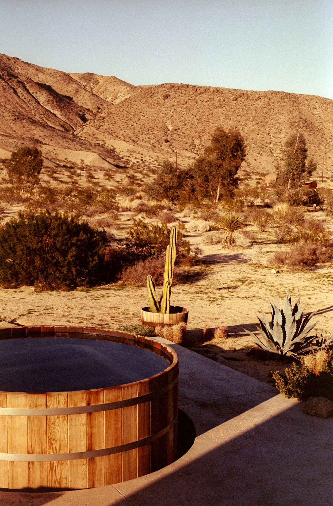 JOSHUA TREE — FOLLY