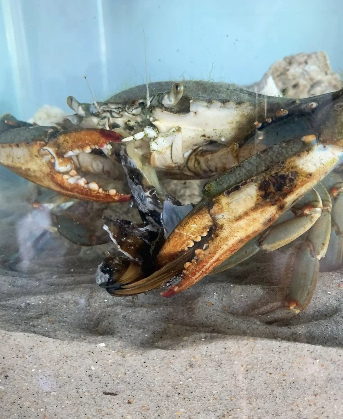 Topsail Touch Tank Aquarium