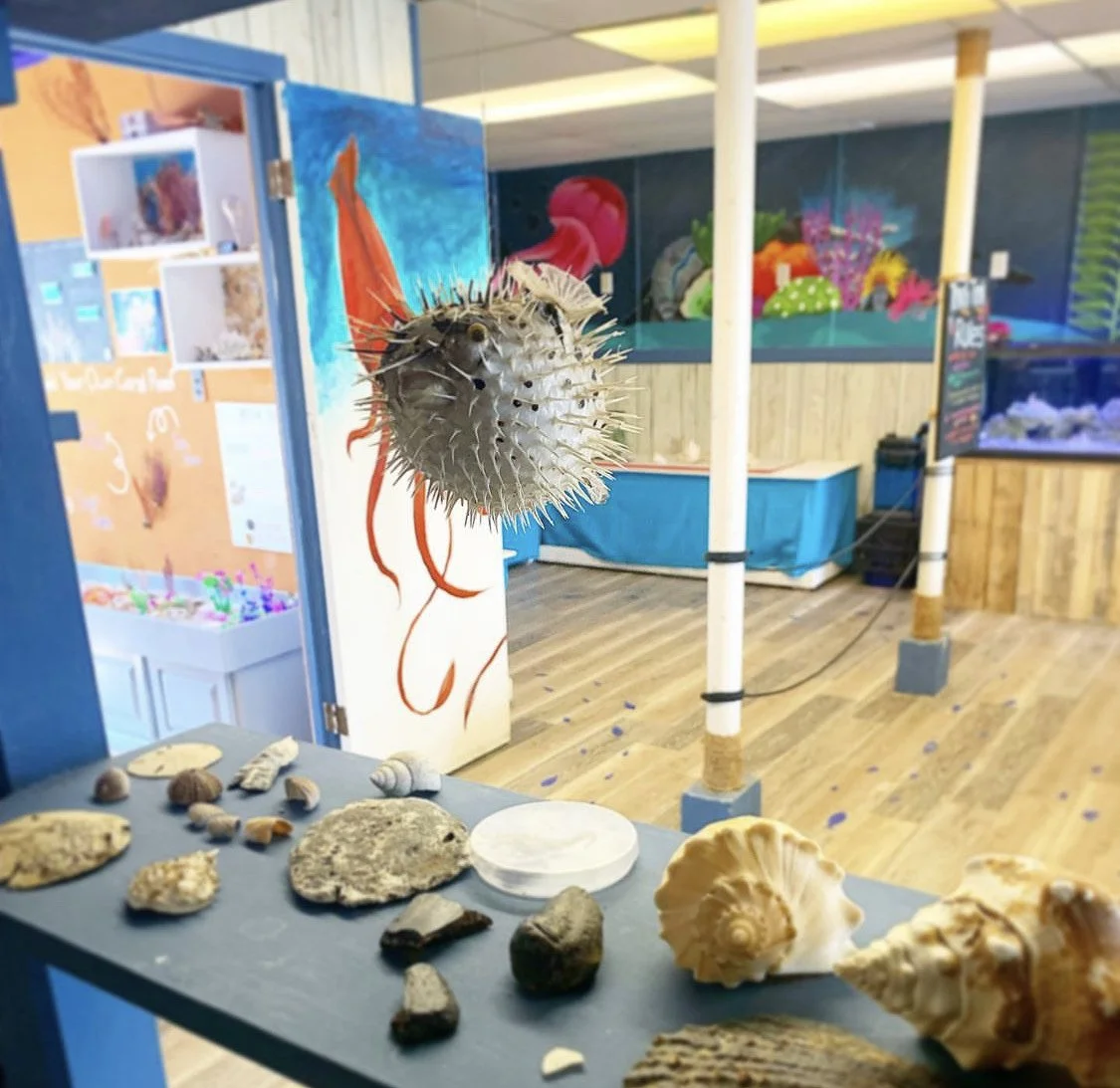 Topsail Touch Tank Aquarium