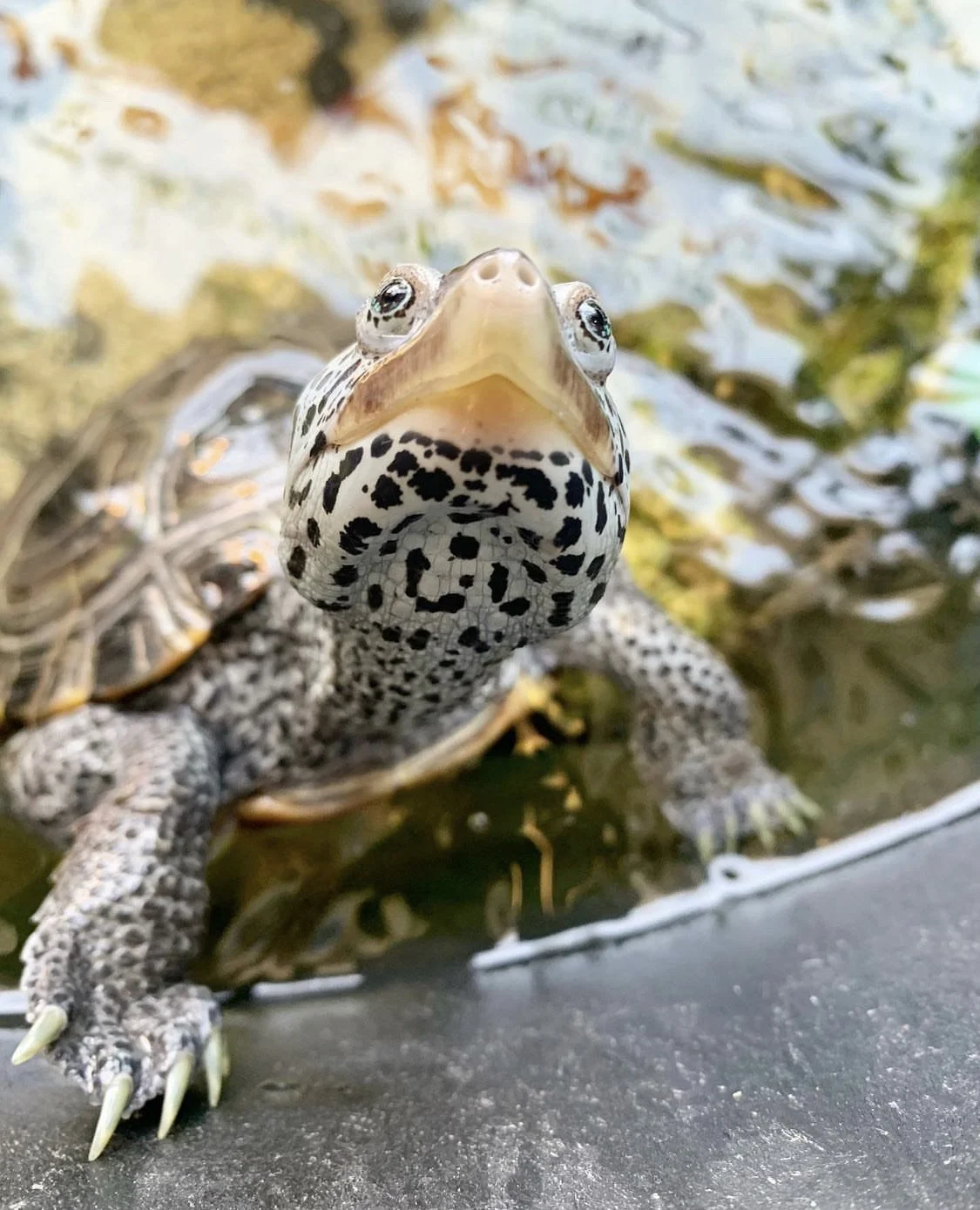 Topsail Touch Tank Aquarium