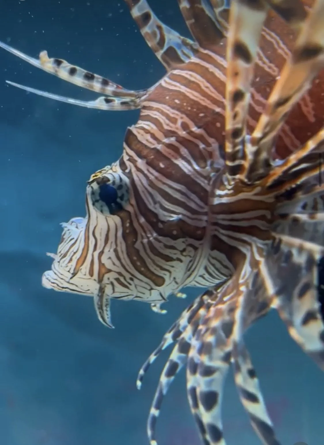 Topsail Touch Tank Aquarium
