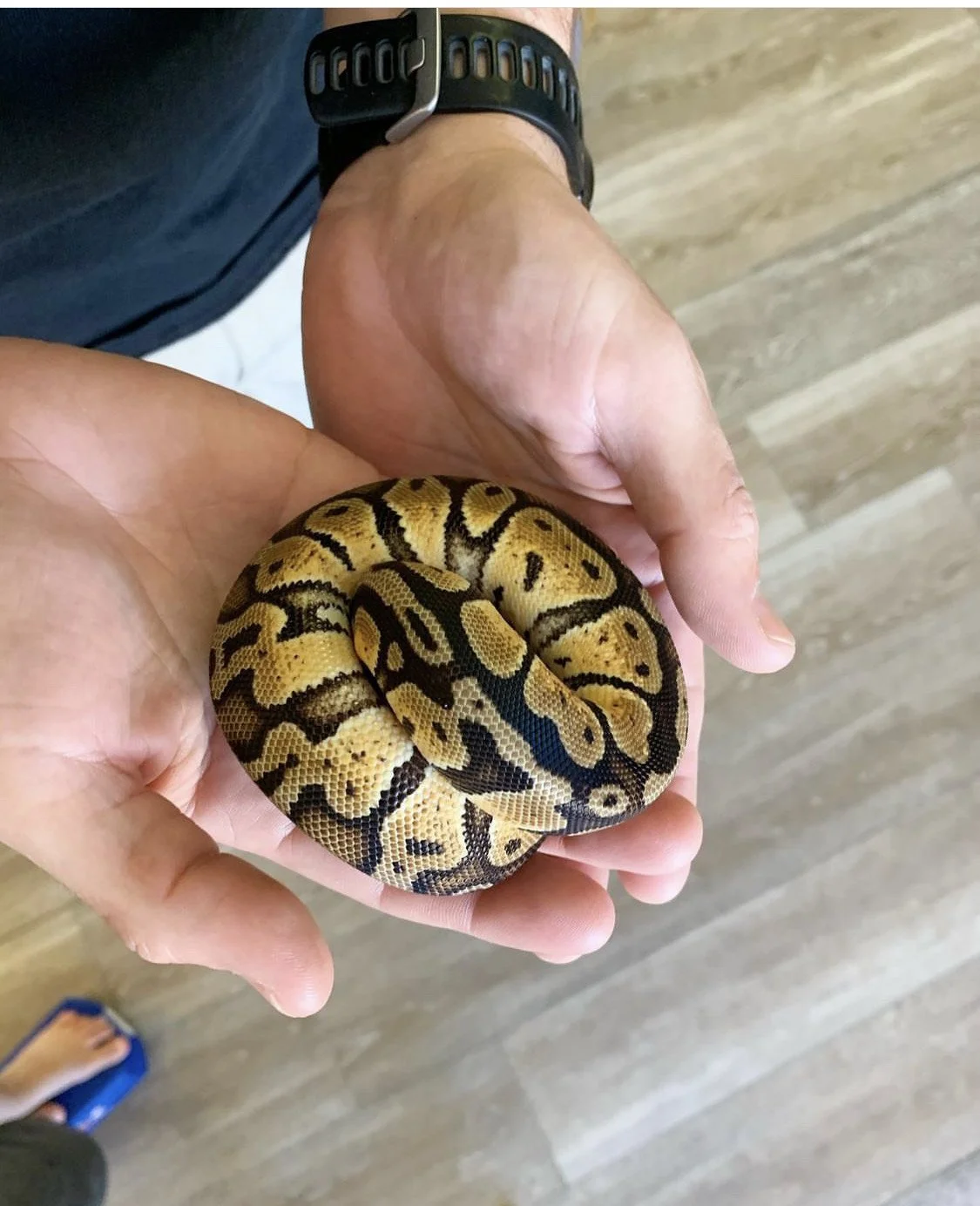 Topsail Touch Tank Aquarium