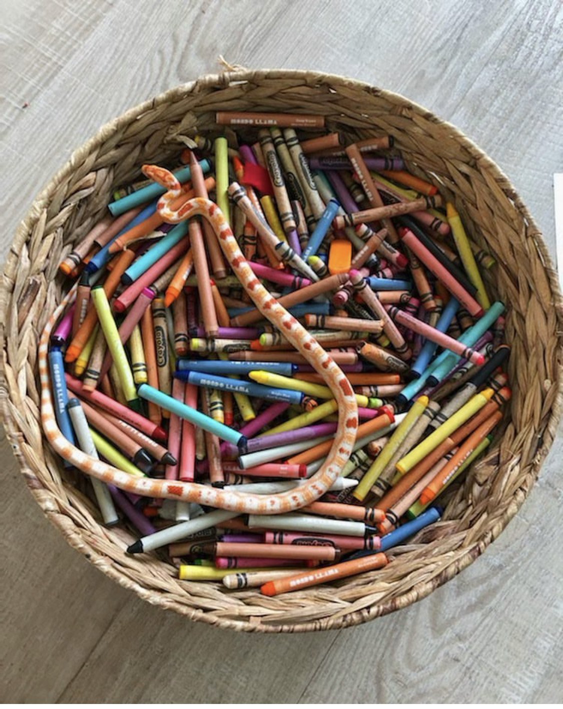 Topsail Touch Tank Aquarium