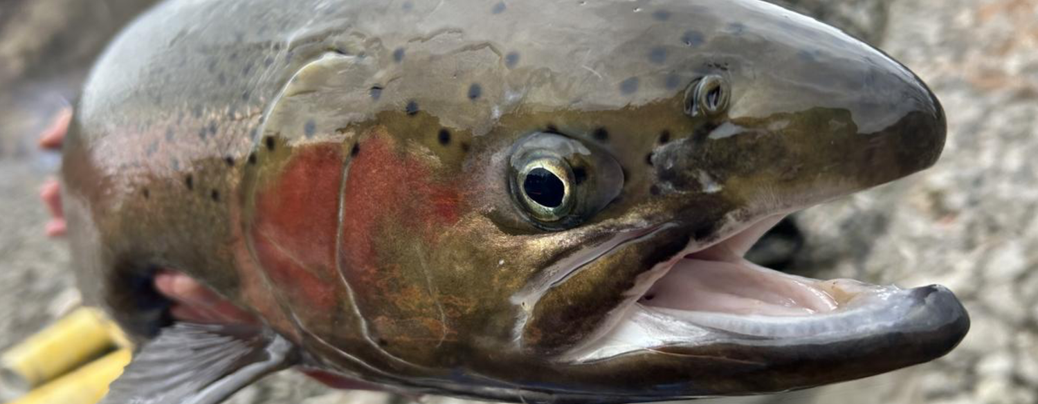 Record Steelhead Returns in Idaho: Best Year in 7 Years — Fly Life Media