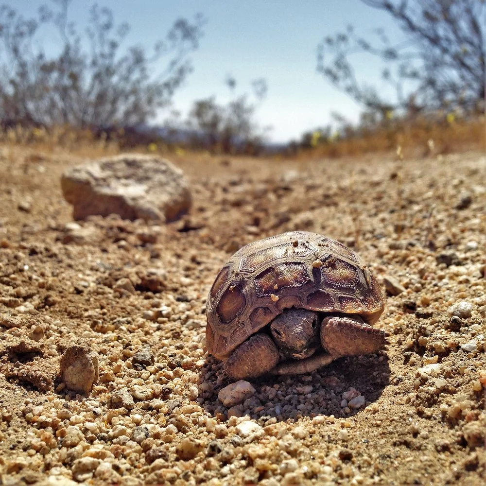 Transition Habitat Conservancy - Home