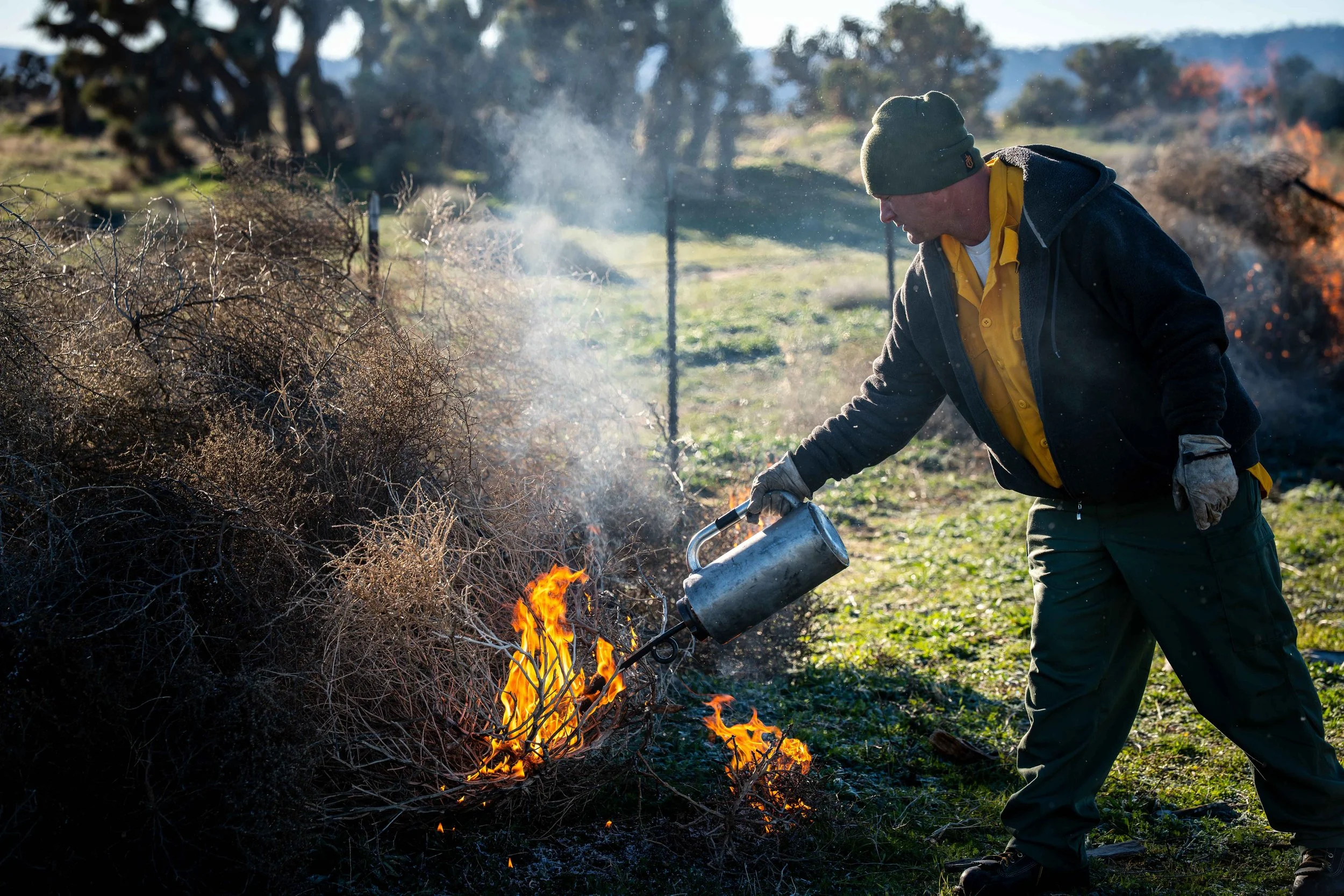 Using Prescribed Fire to Safeguard the Western Joshua Tree from ...
