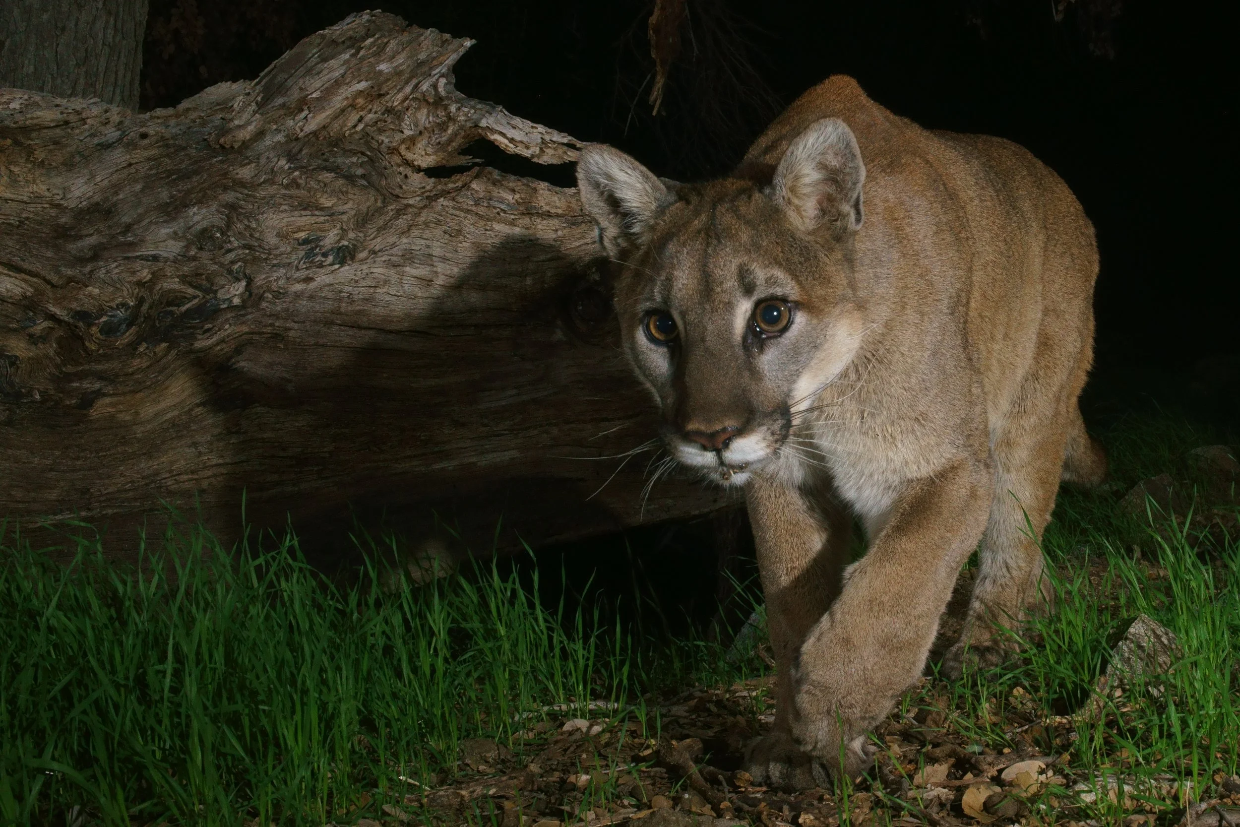 Conservation — Transition Habitat Conservancy