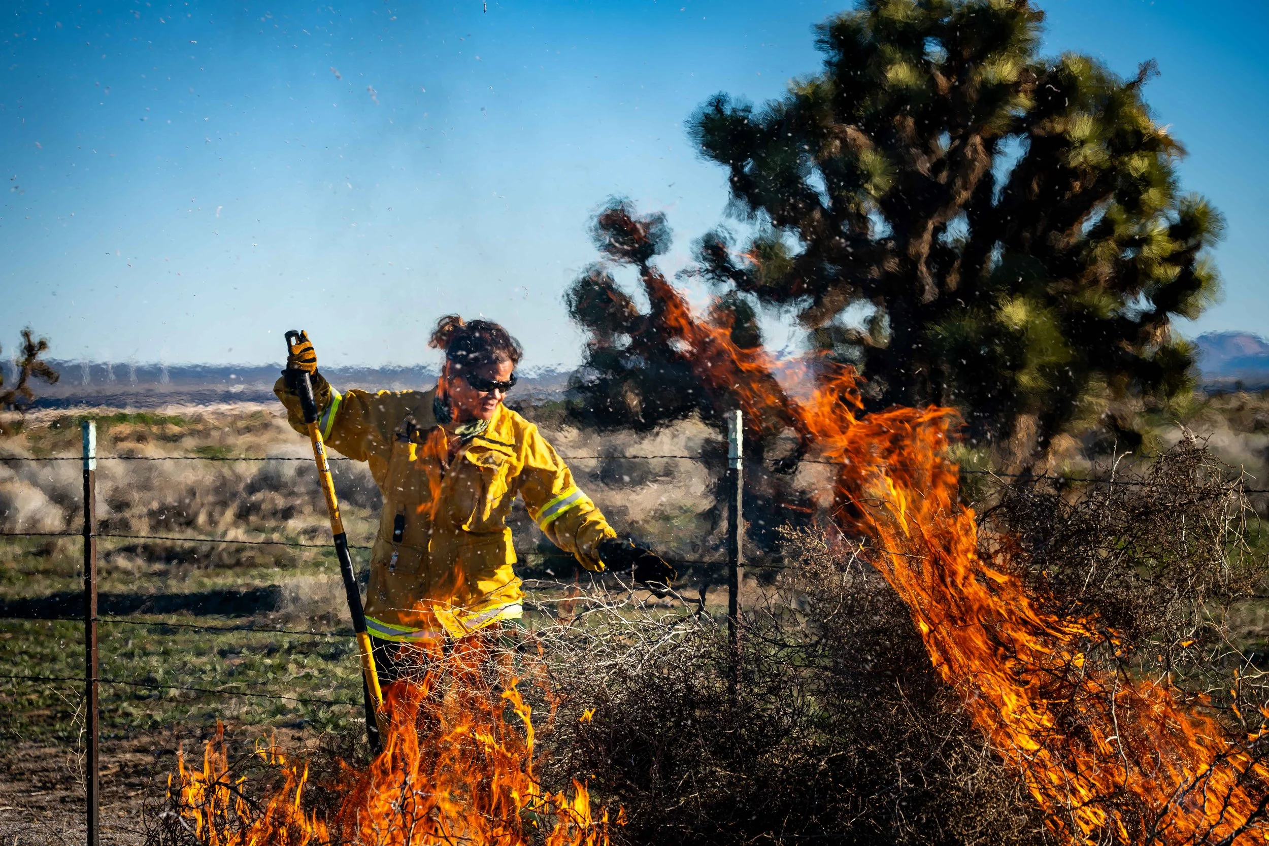 Using Prescribed Fire to Safeguard the Western Joshua Tree from ...