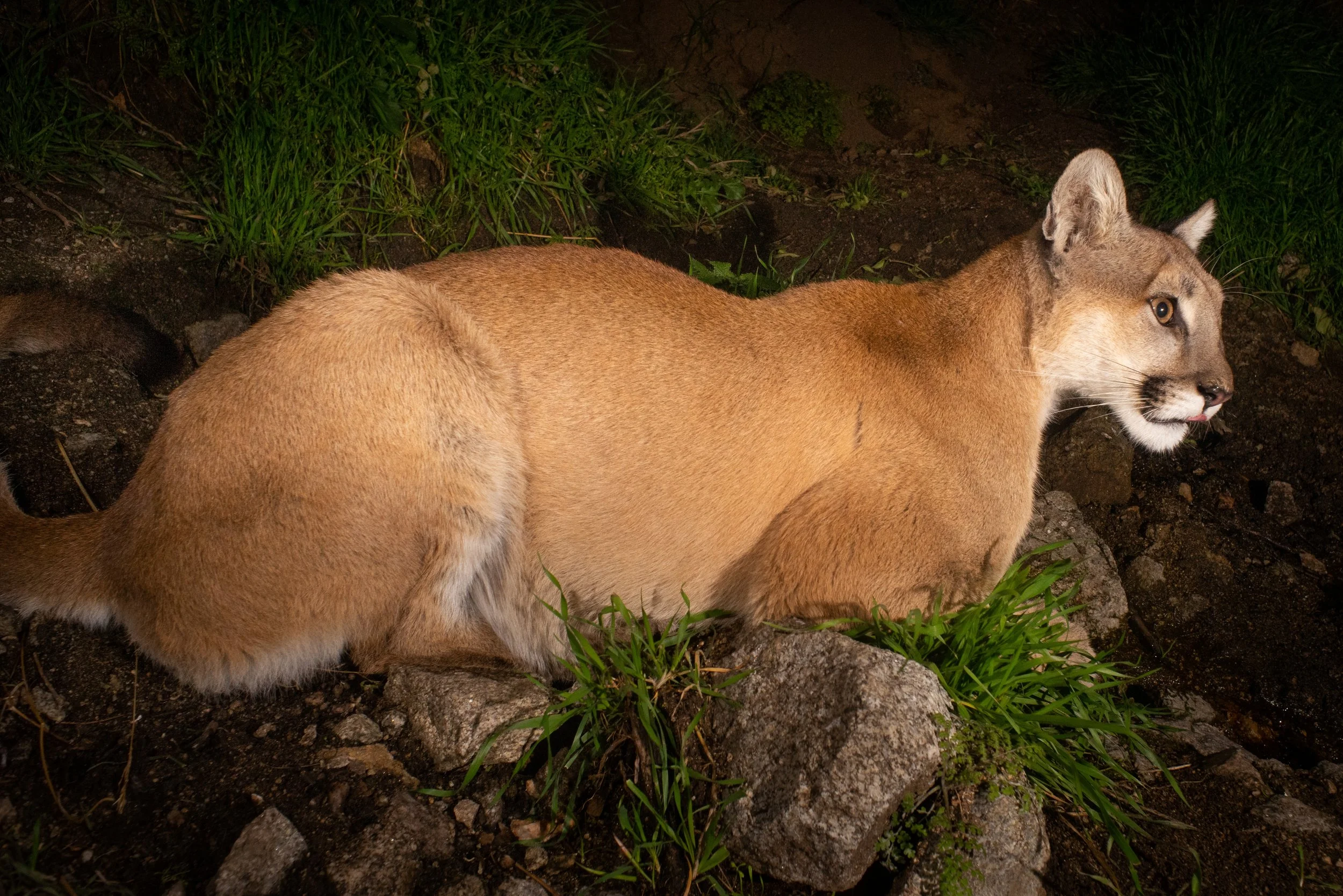 Events — Transition Habitat Conservancy