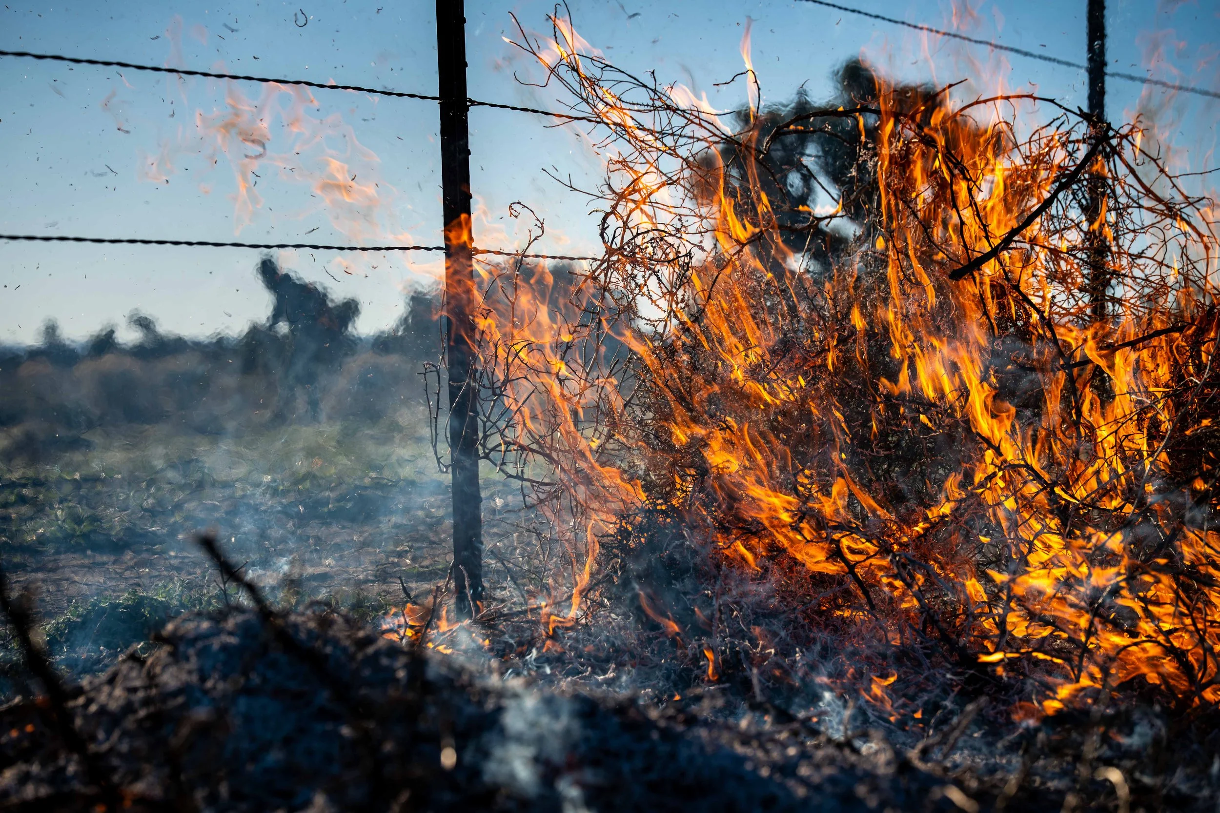 Using Prescribed Fire to Safeguard the Western Joshua Tree from ...