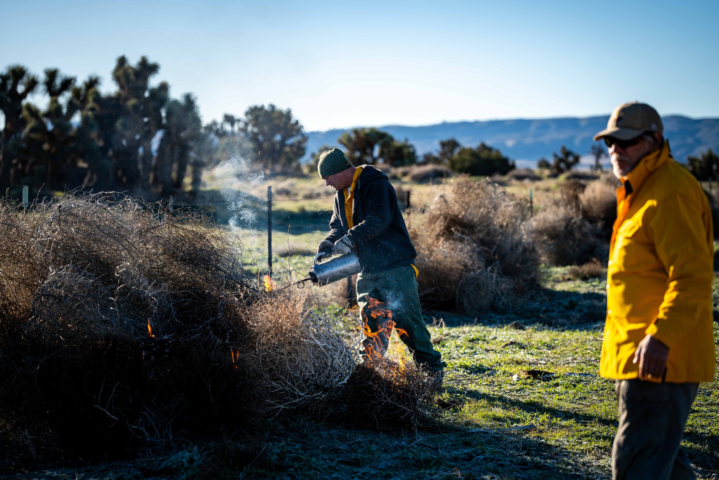 Using Prescribed Fire to Safeguard the Western Joshua Tree from ...