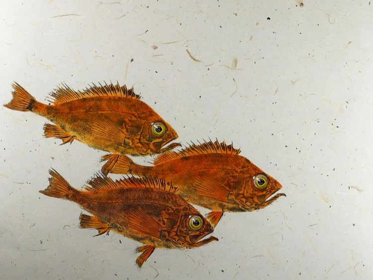 Kindred Tides: The Gyotaku Artwork of Nate Garrett | Maine Maritime Museum