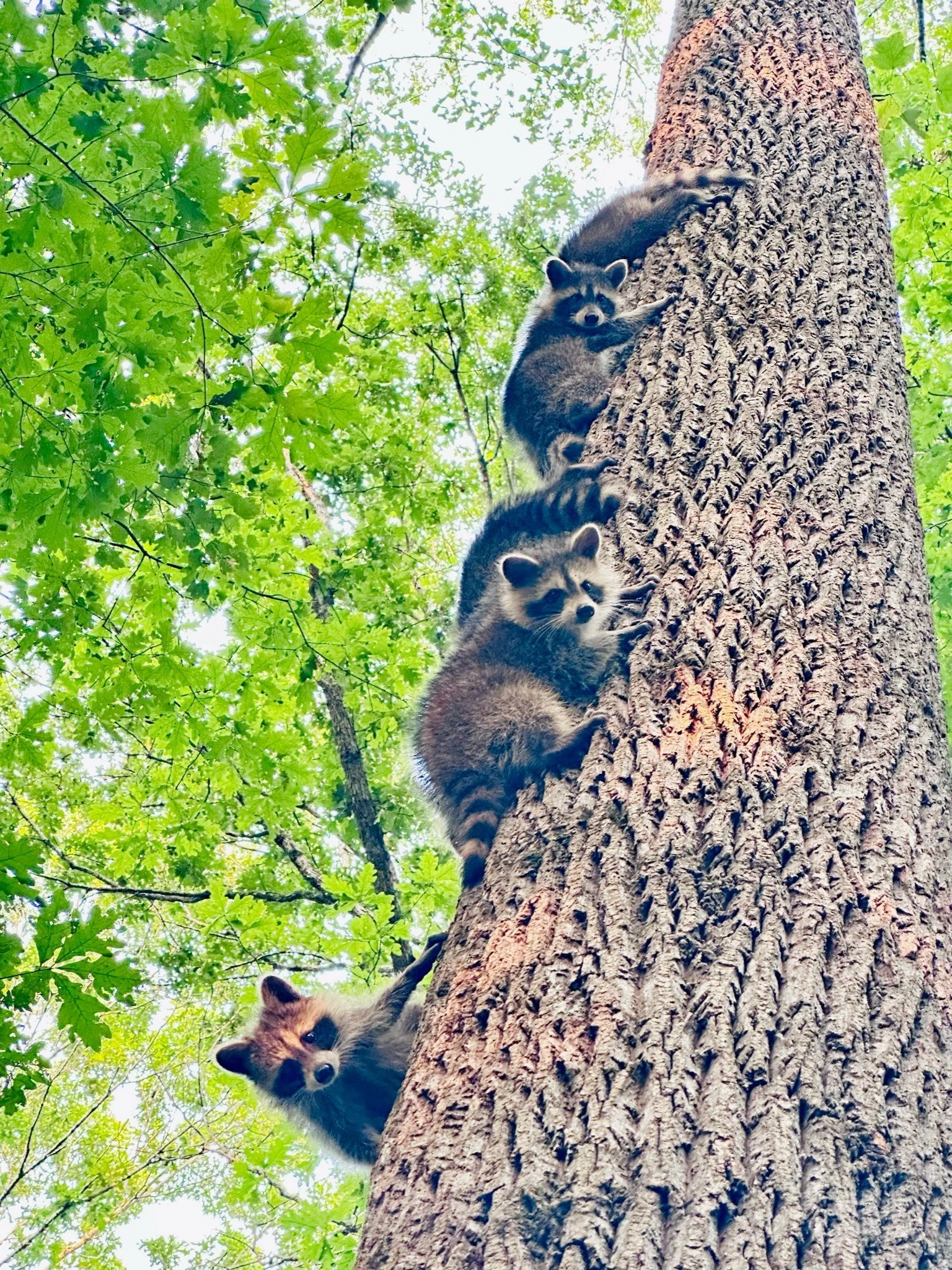 FoxTales Wildlife Rehab