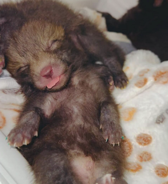 FoxTales Wildlife Rehab