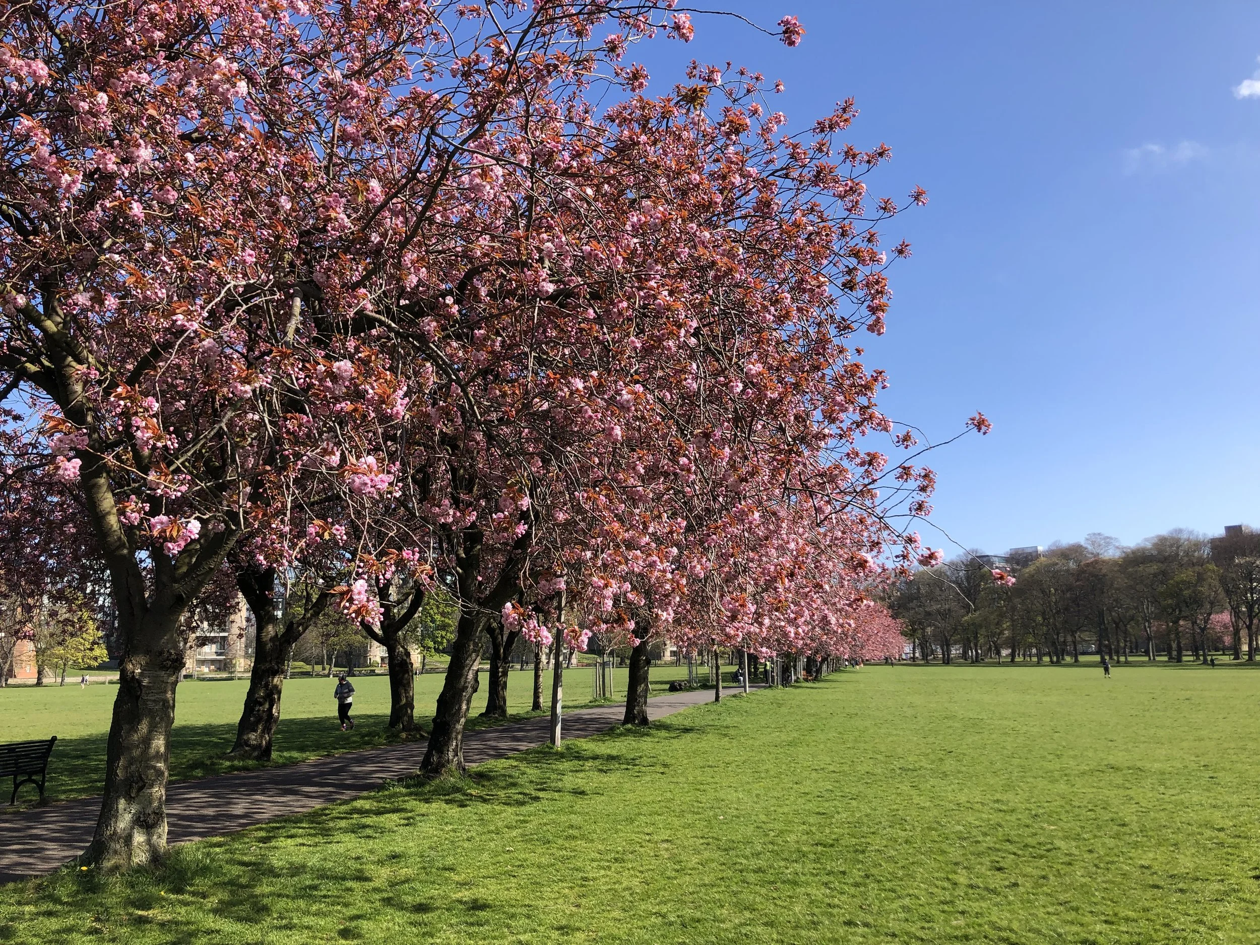 Edinburgh’s Parklife - The Meadows — Edinburgh Expert Walking Tours