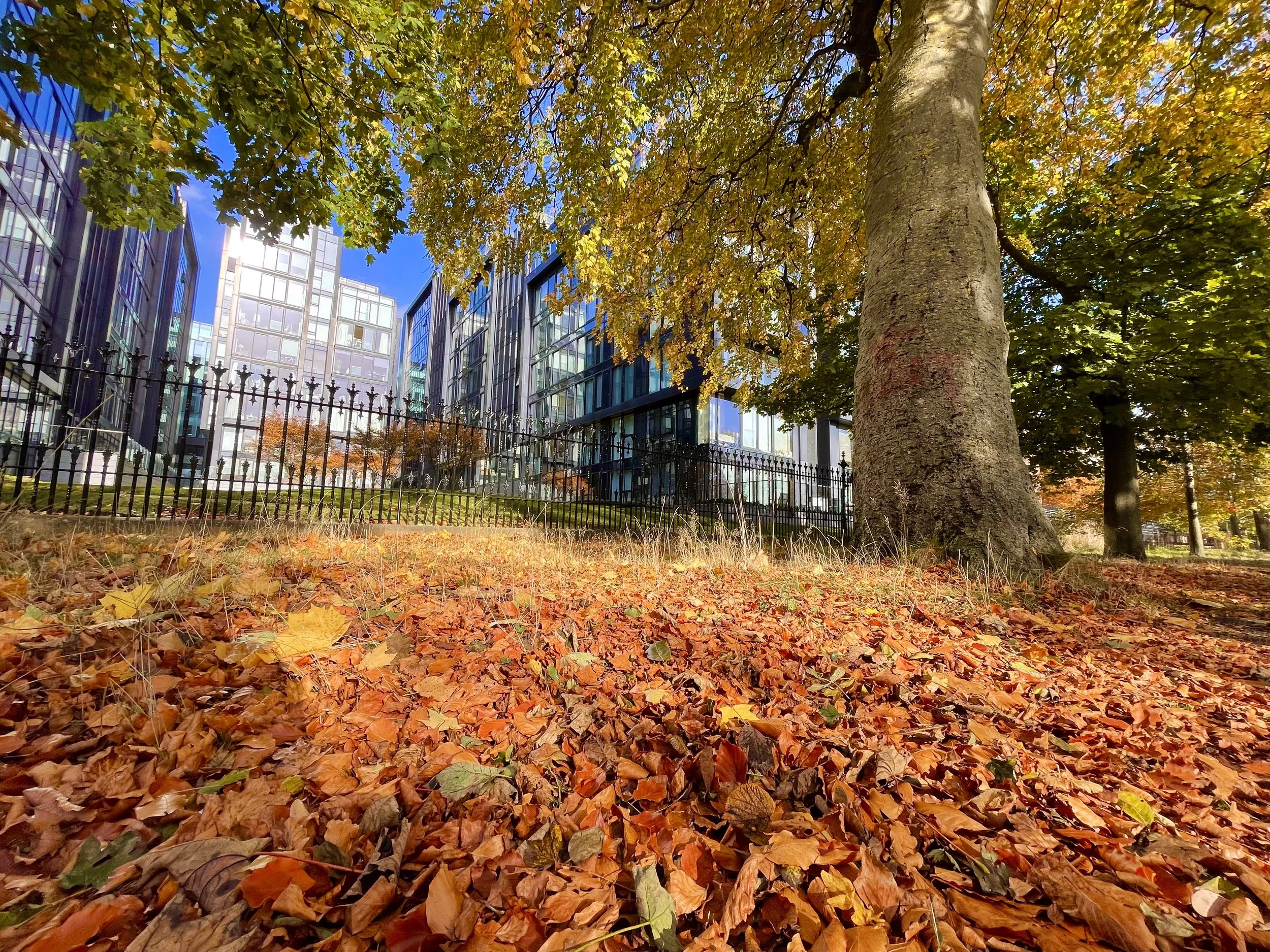 Edinburgh’s Parklife - The Meadows — Edinburgh Expert Walking Tours