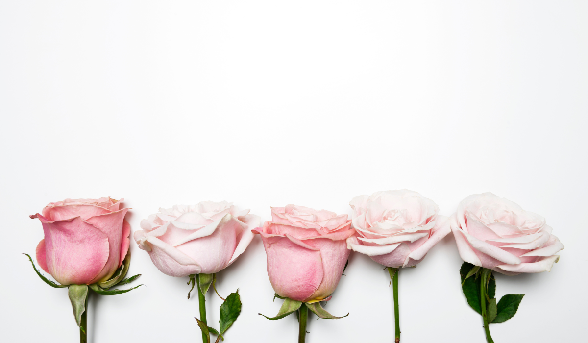 The Dear Rosa Project