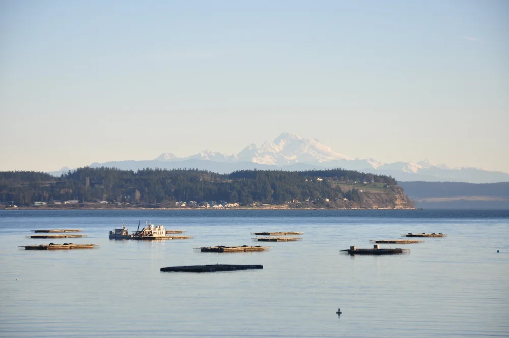 Boat Tours | Explore Mussel Farms — Book Now — Penn Cove Musselfest 2026