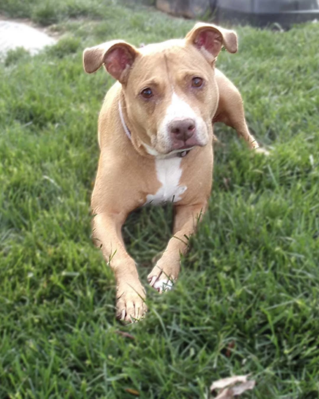 Remembering CoCo Rhodes: A Warm Spirit and a Wagging Tail