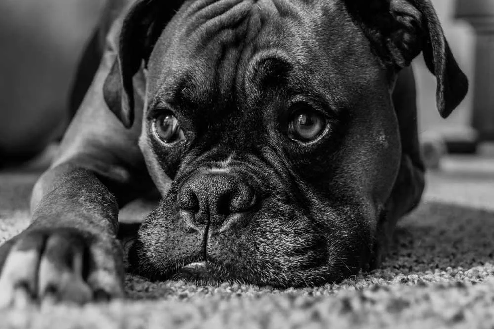 EverLoved® Veterinary | End of Life Care for Your Pet