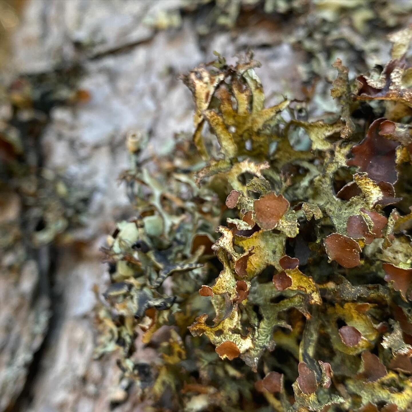 California Lichen Society