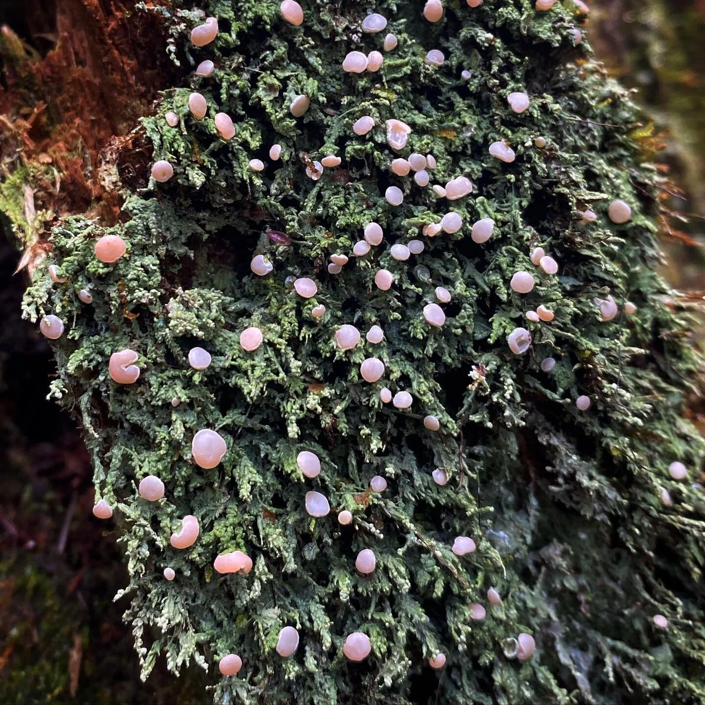 California Lichen Society
