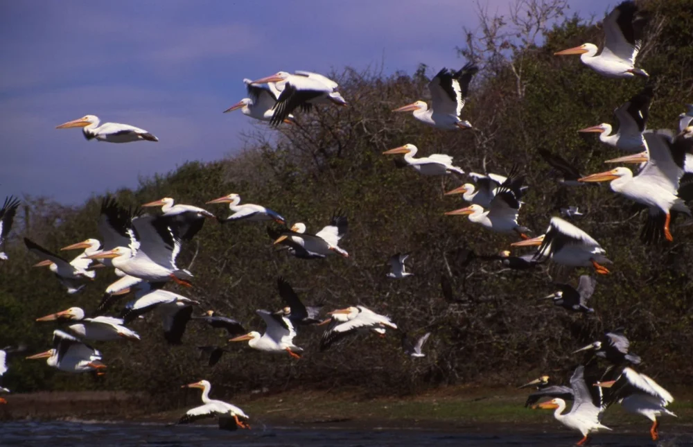 Donate — Huya Aniwa Foundation