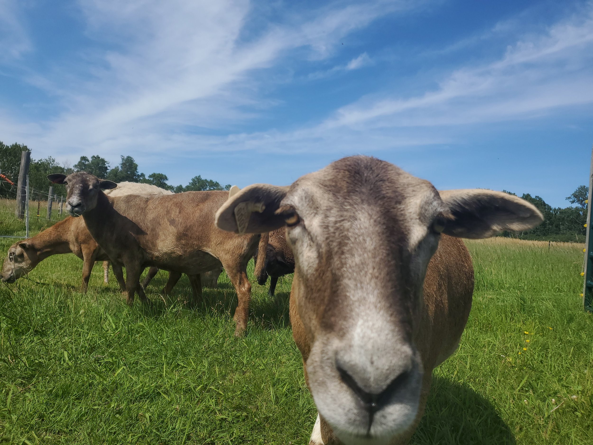 Directories Local Food Directory — WI LFPA