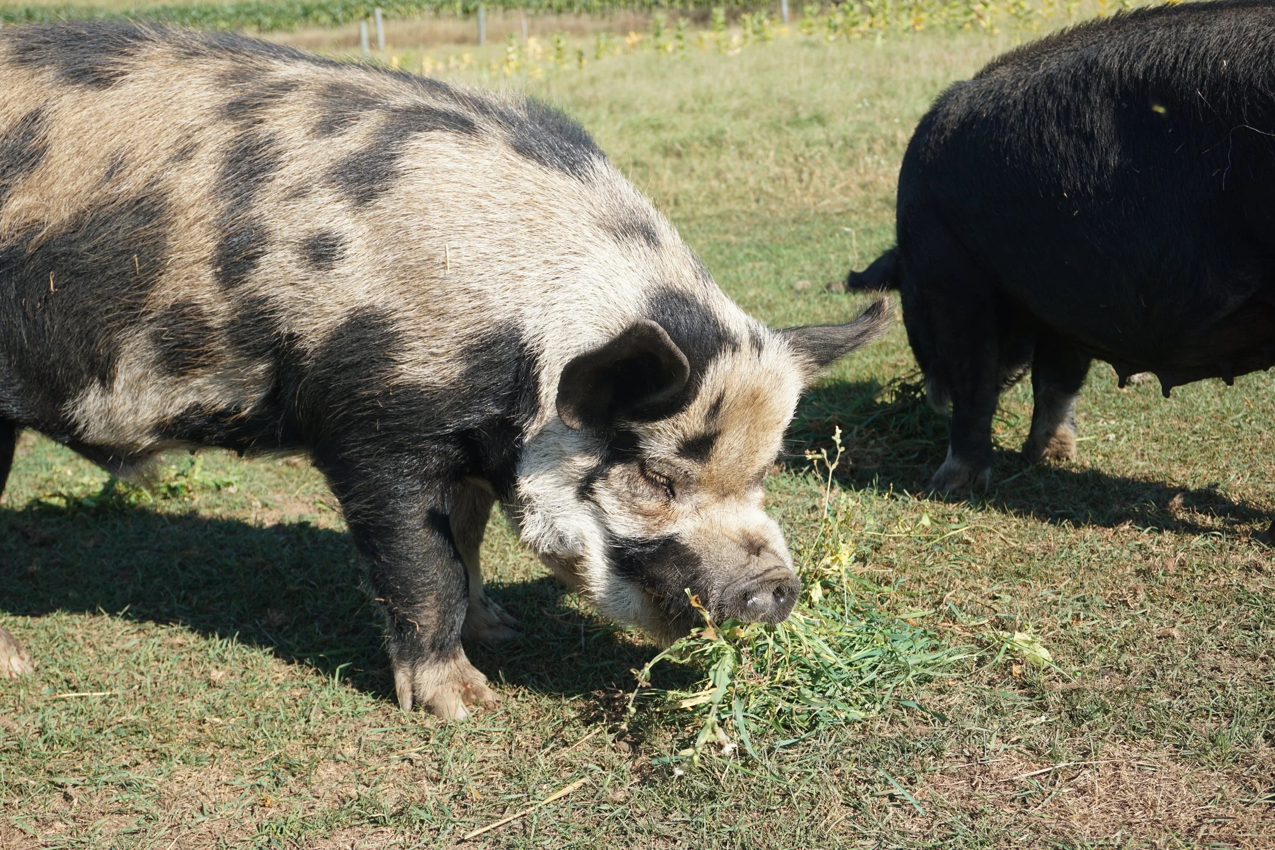 Directories Wisconsin Local Food Directory — WI LFPA