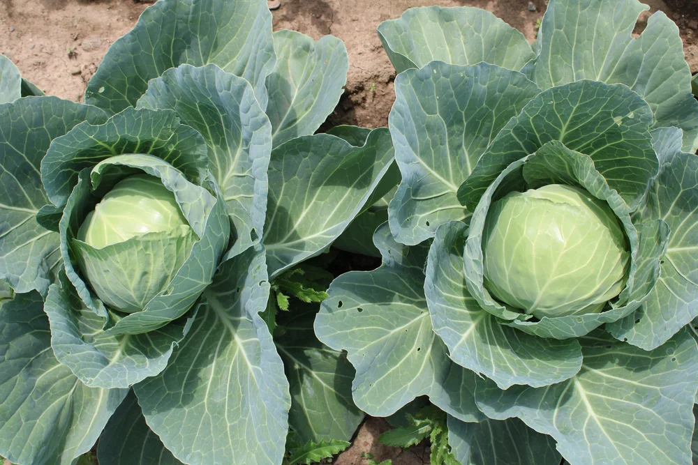 Directories Wisconsin Local Food Directory — WI LFPA