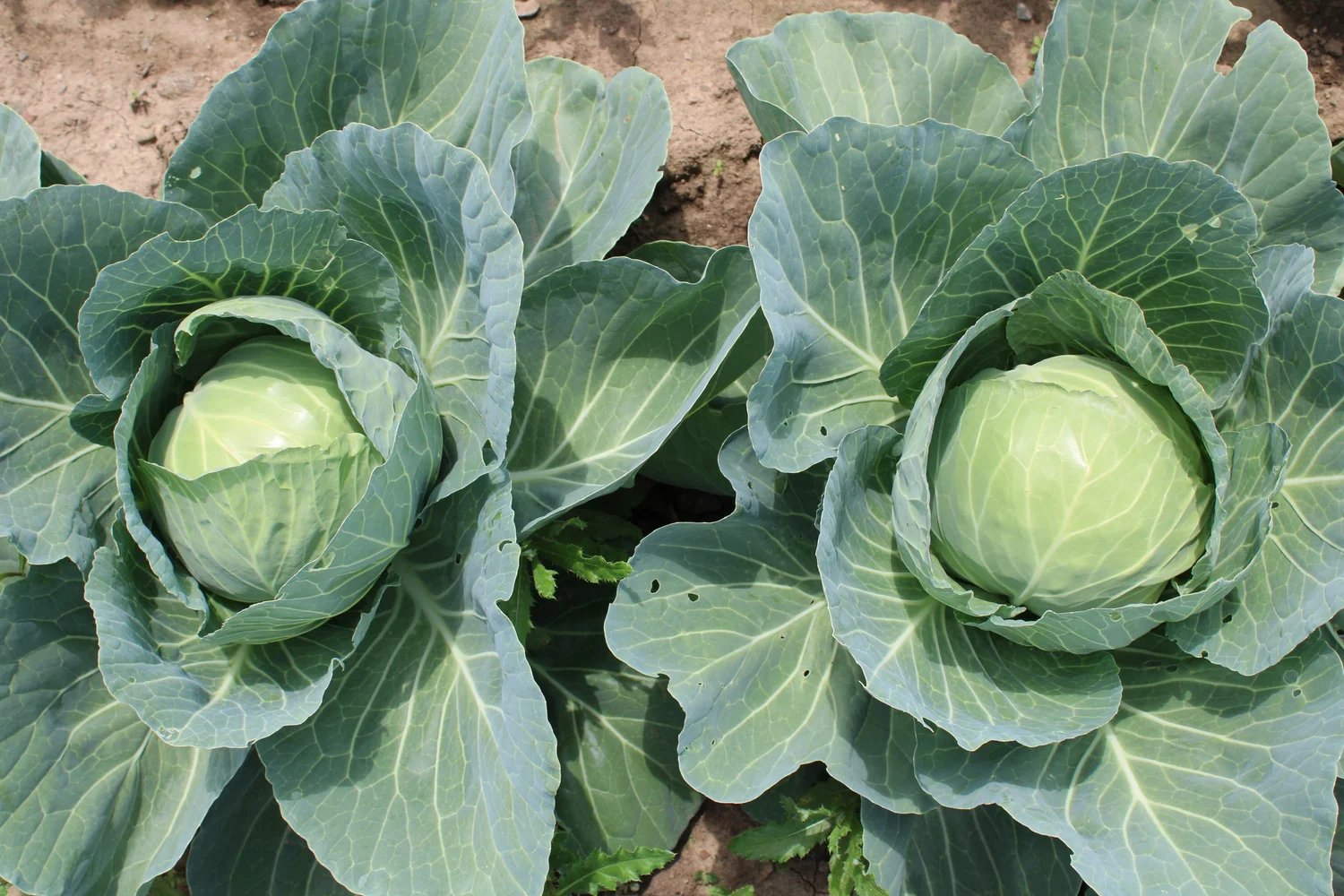 Directories Wisconsin Local Food Directory — WI LFPA