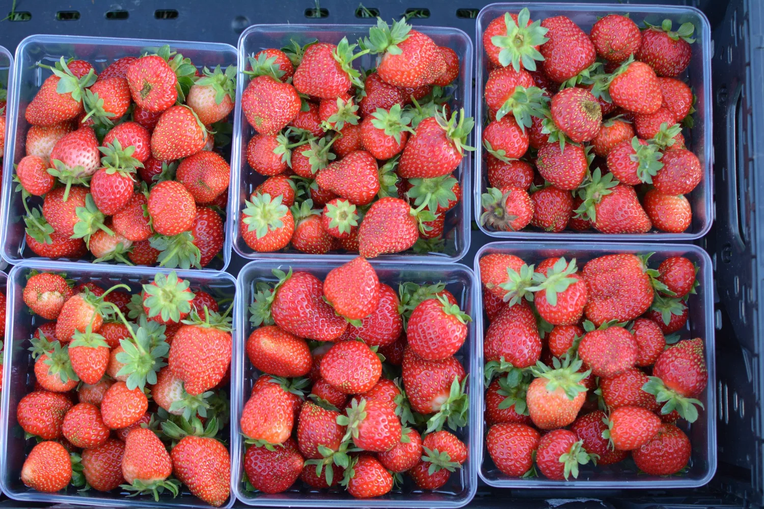 Directories Wisconsin Local Food Directory — WI LFPA