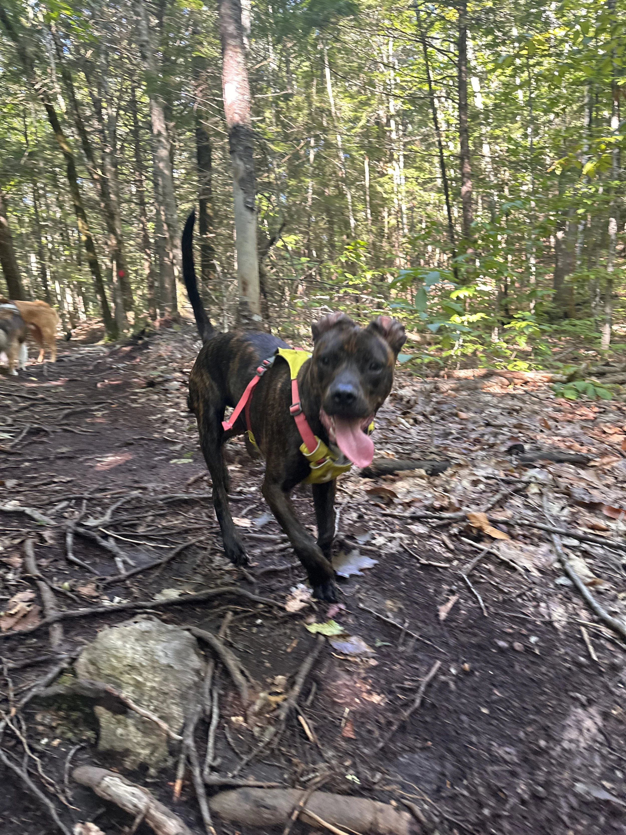 Timberline Treks, Maine Canine Excursions