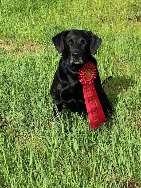 hunt test/field trails — Bayside Labradors