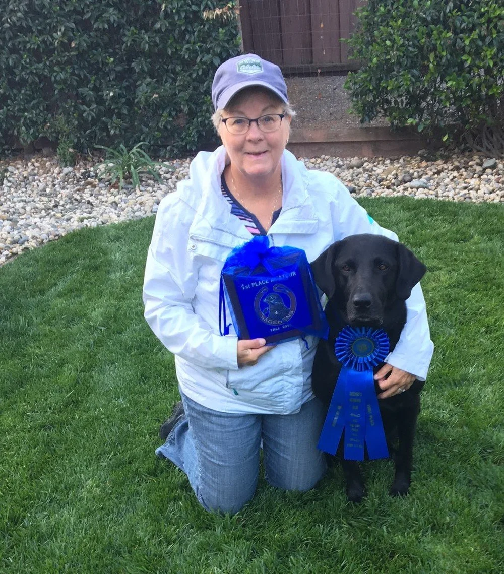 hunt test/field trails — Bayside Labradors